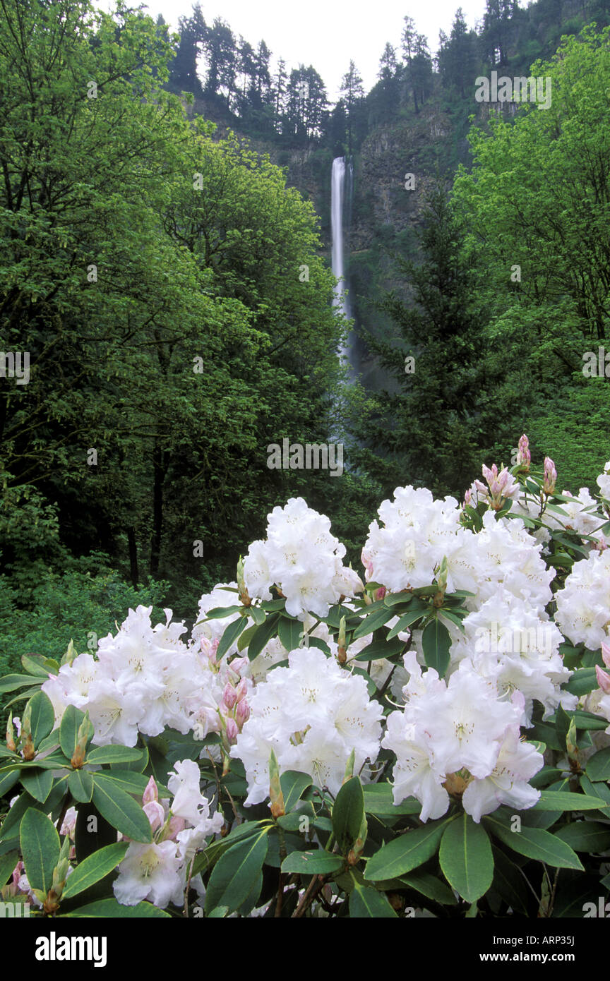 USA, Oregon, Multanomah Falls with Rhododendrons in foreground Stock ...