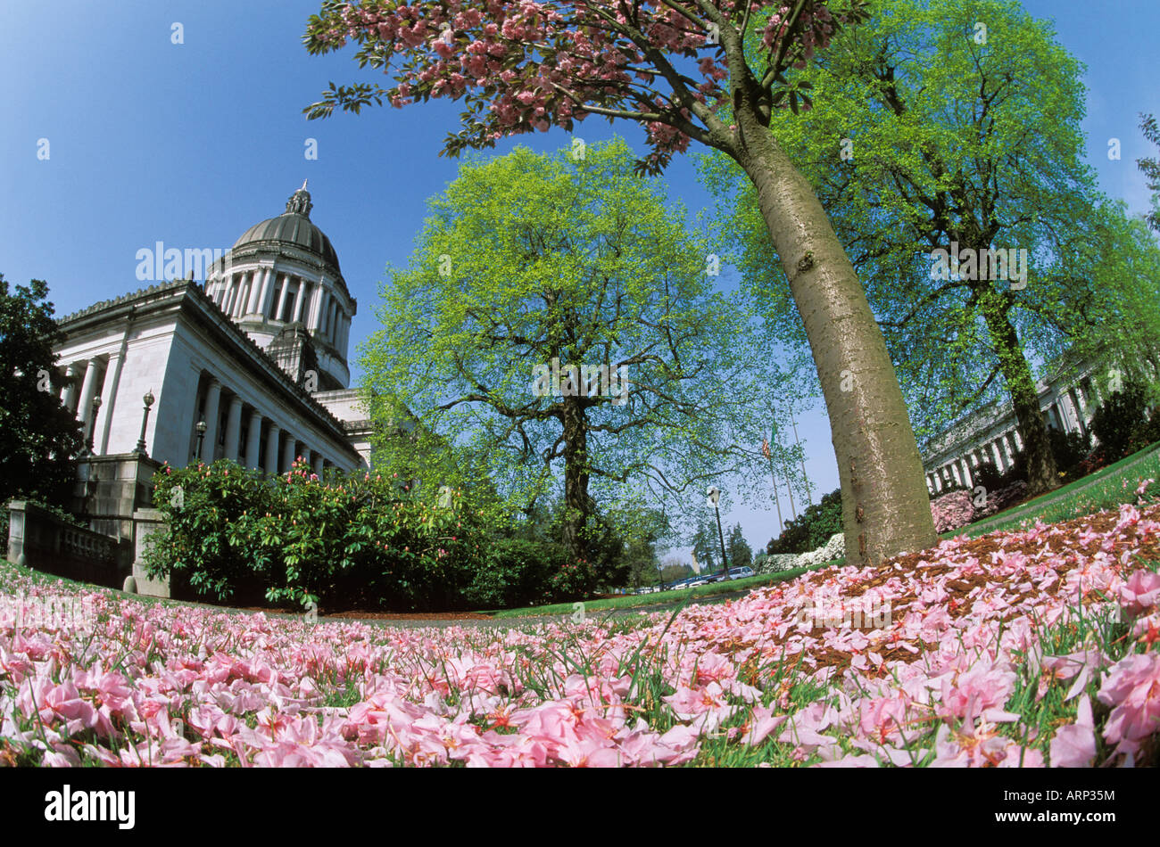 USA, Washington State, Olympia, State Capitol Buiding with spring ...