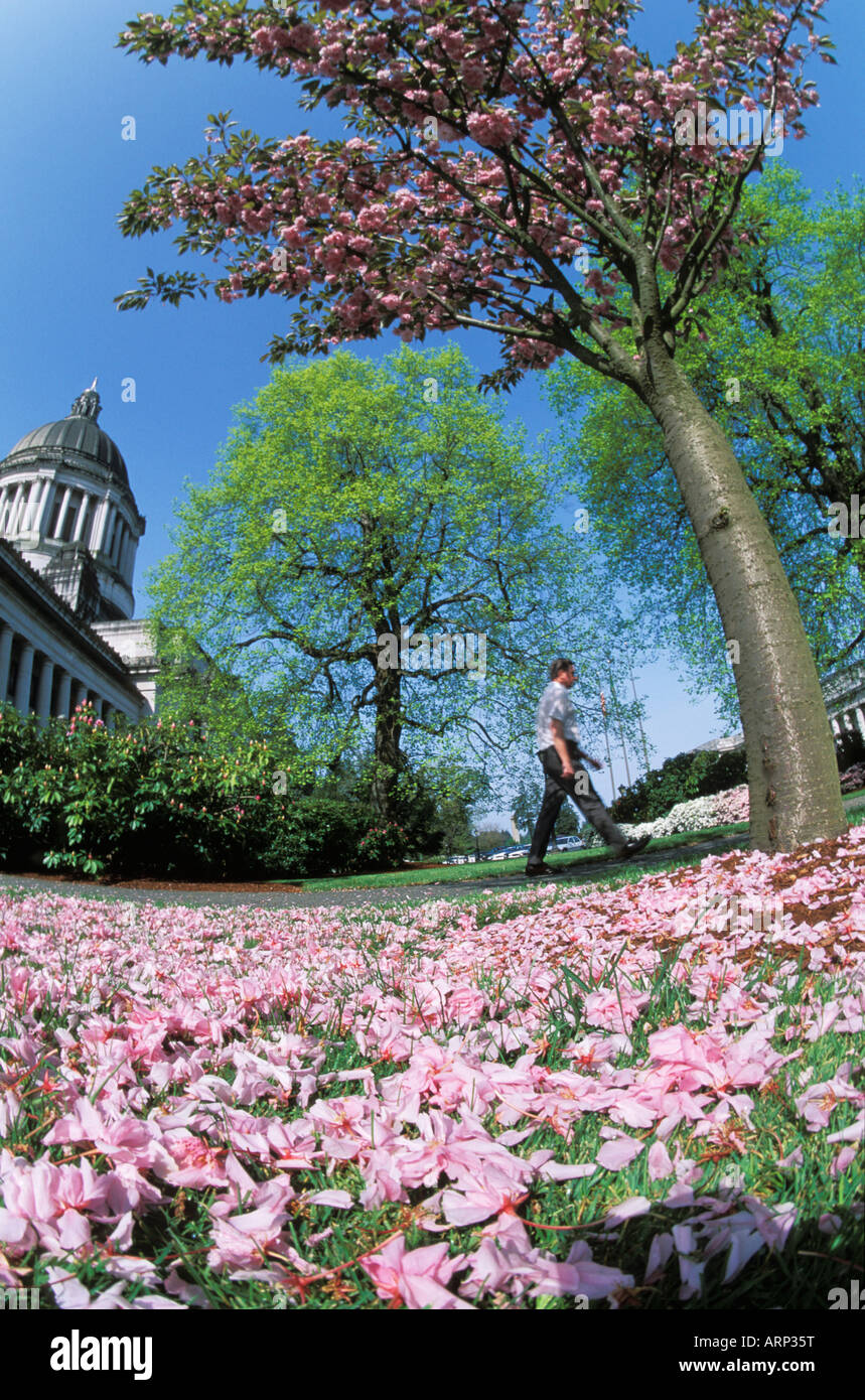 USA, Washington State, Olympia, State Capitol Buiding with spring ...