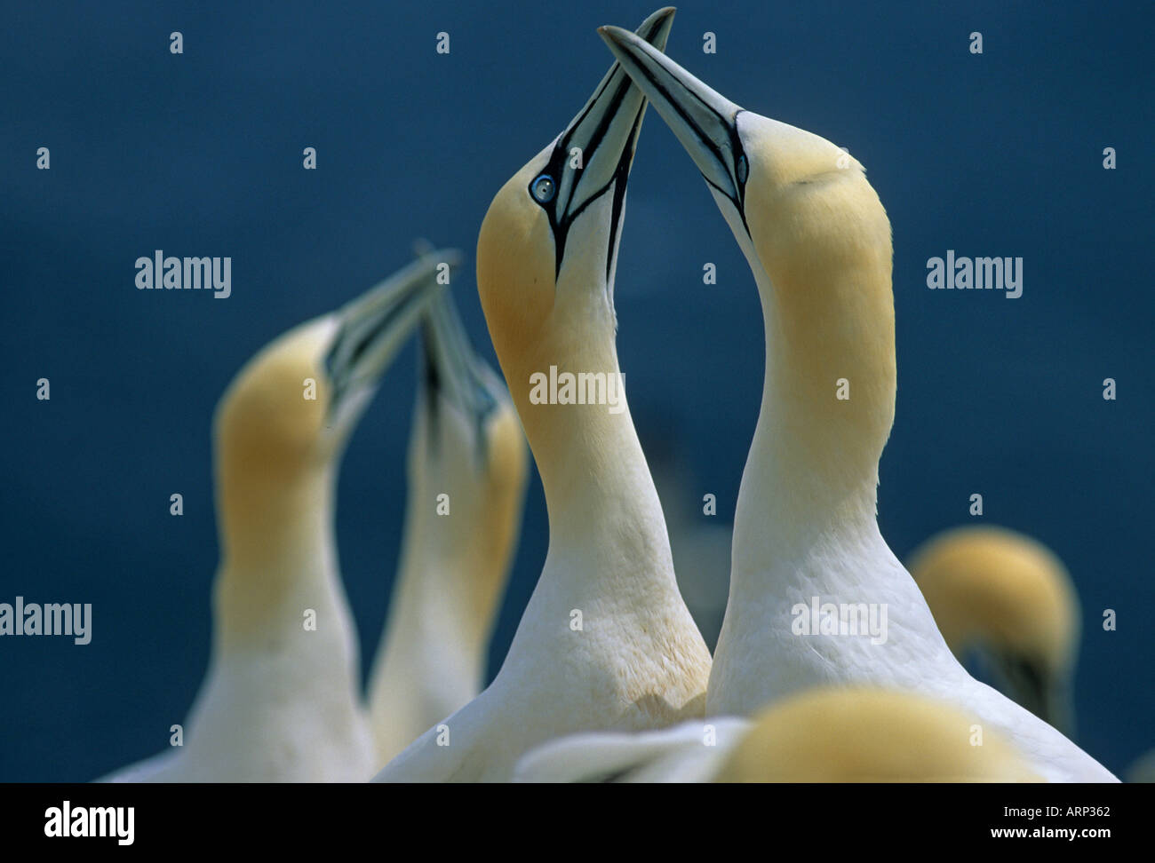 Bonaventure island bird sanctuary hi-res stock photography and images ...