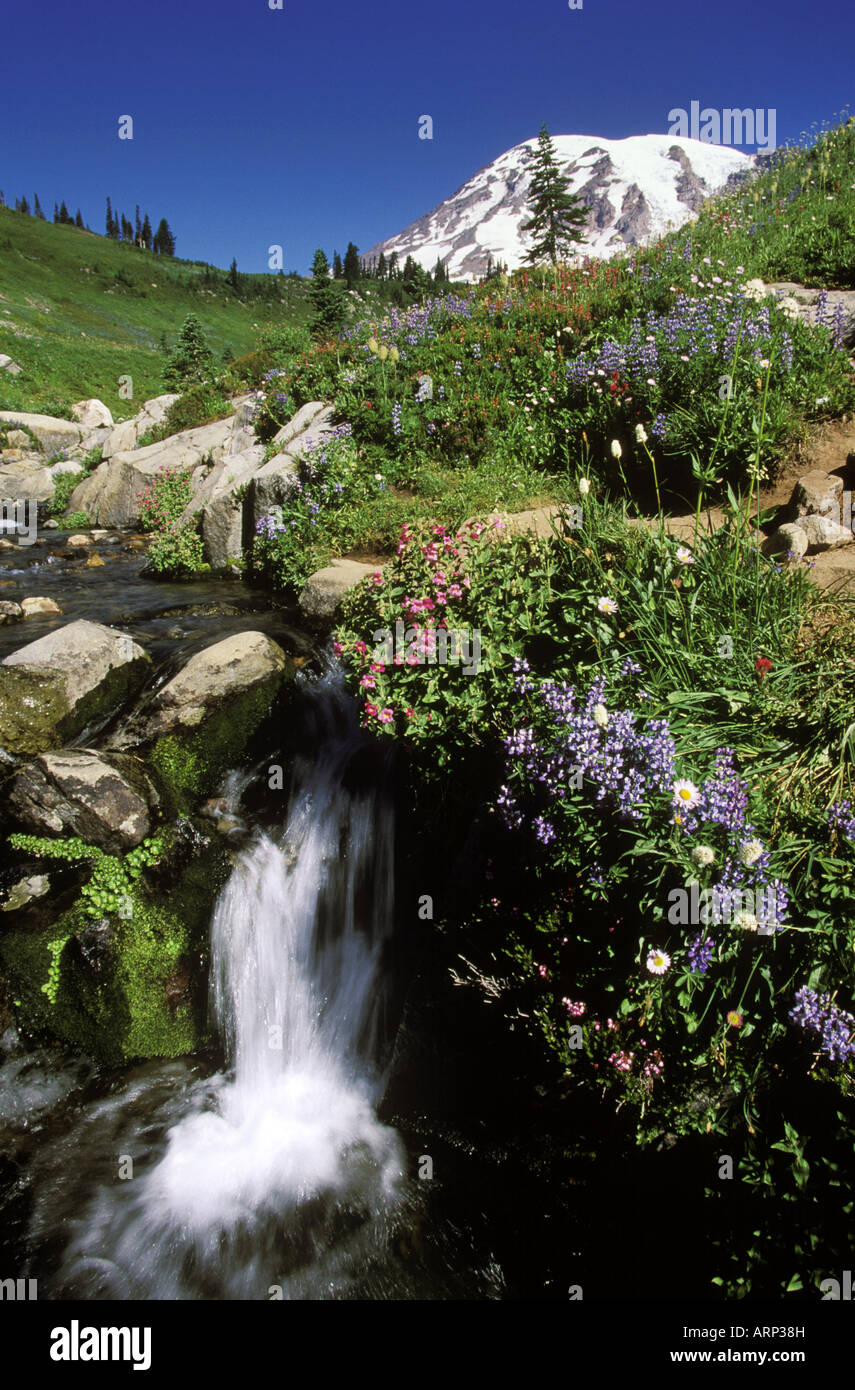 USA, Washington State, Mount Rainier, Wild flowers with creek on a ...