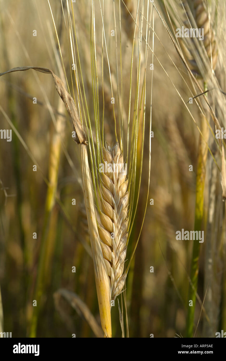 Ear wheat on field hi-res stock photography and images - Alamy