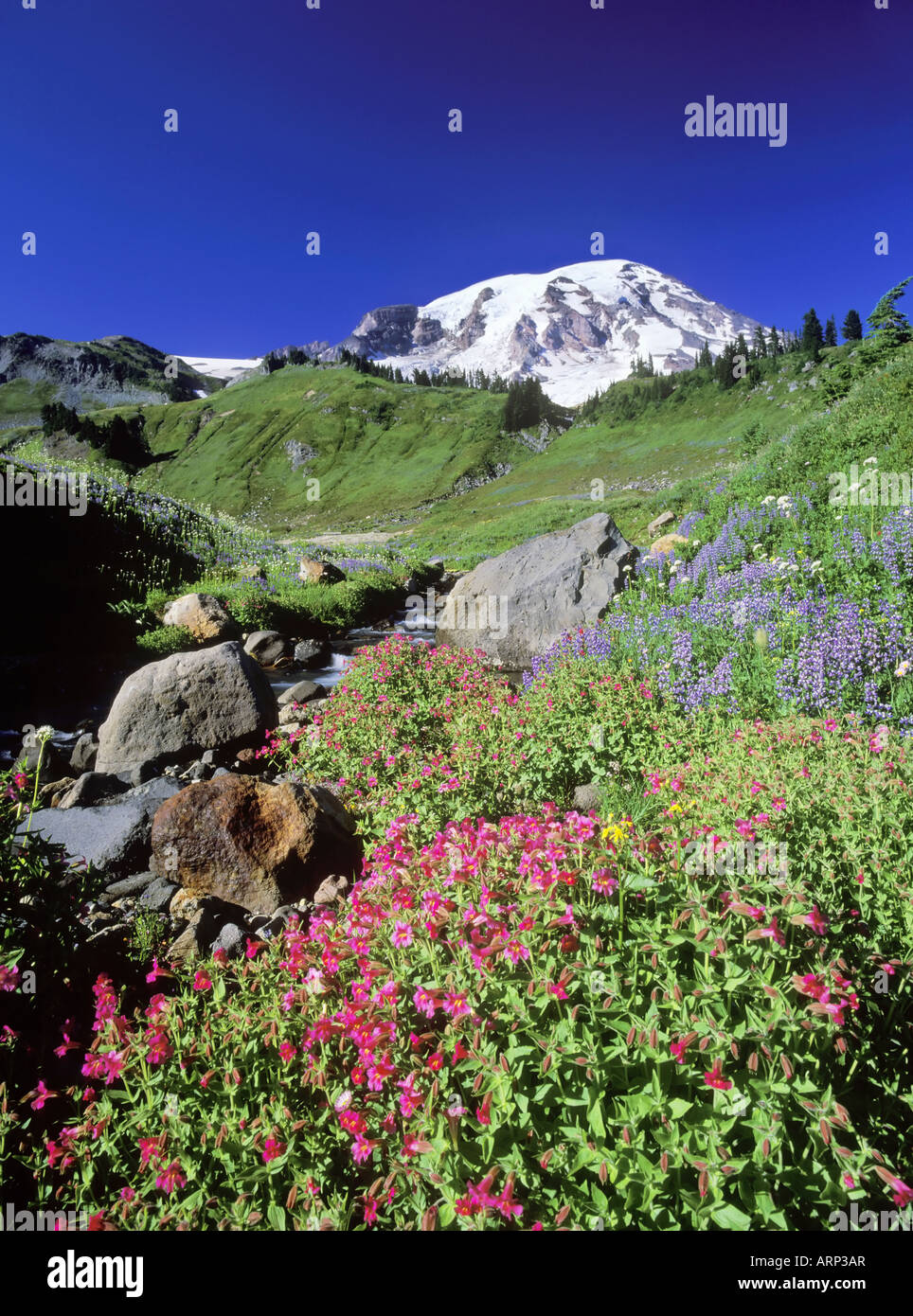 USA, Washington State, Mount Rainier, Wild flowers with creek on an ...