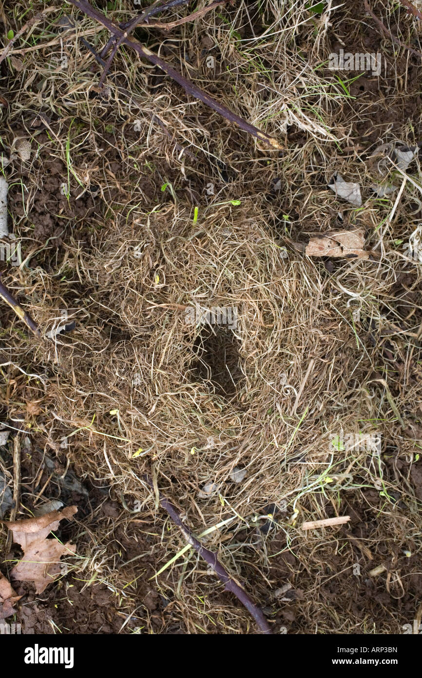 field vole nest cornwall Stock Photo - Alamy