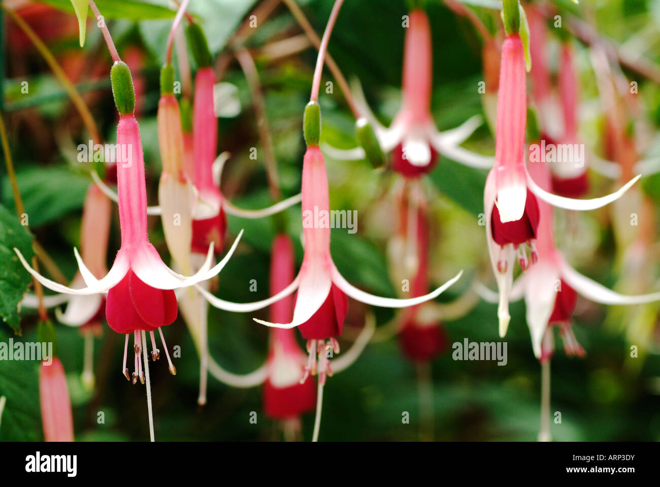 Fuchsia checkerboard hi-res stock photography and images - Alamy