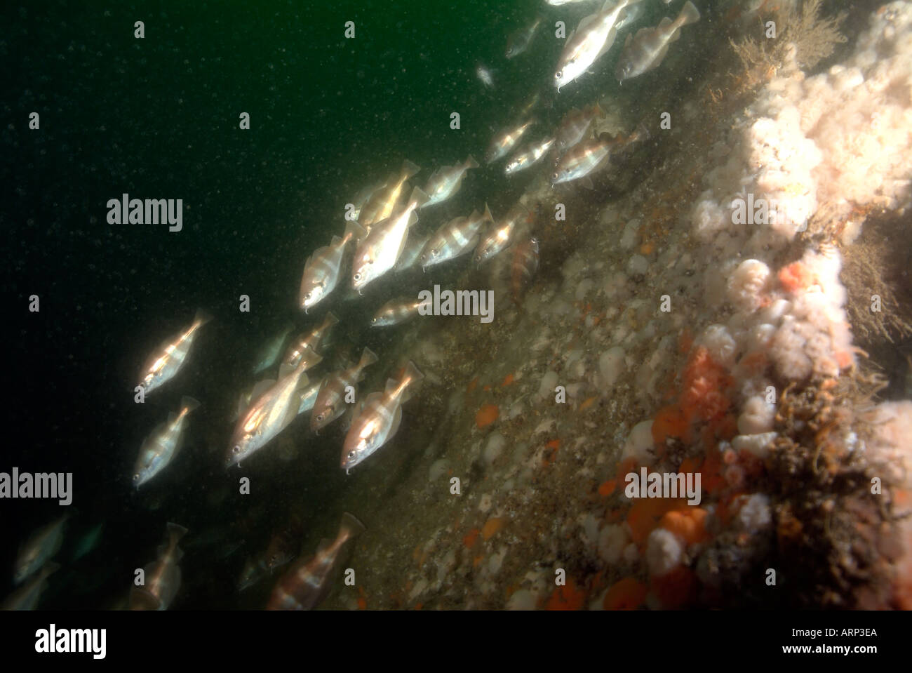 School of pout whiting hi-res stock photography and images - Alamy