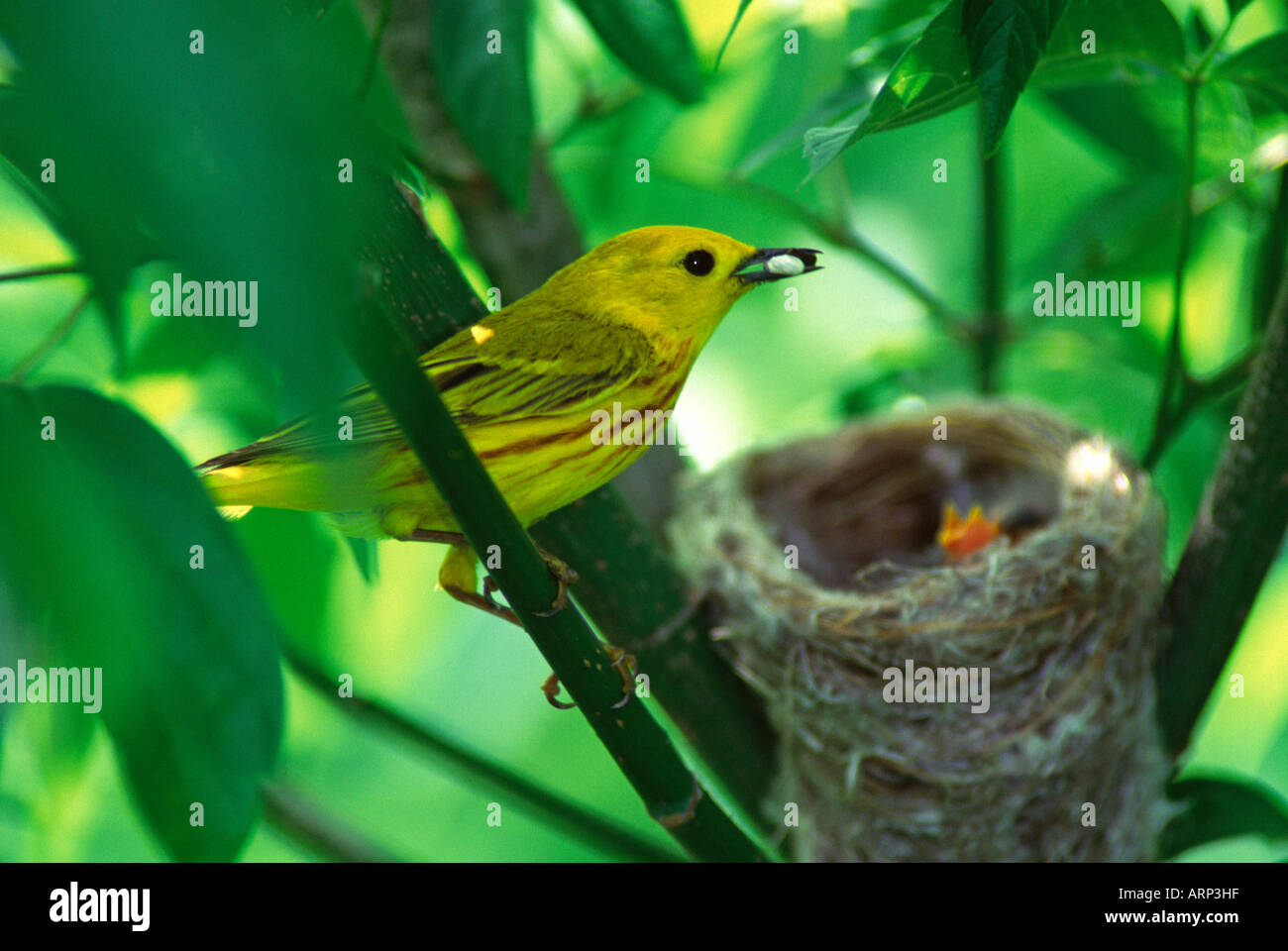 Warbler nest hi-res stock photography and images - Alamy