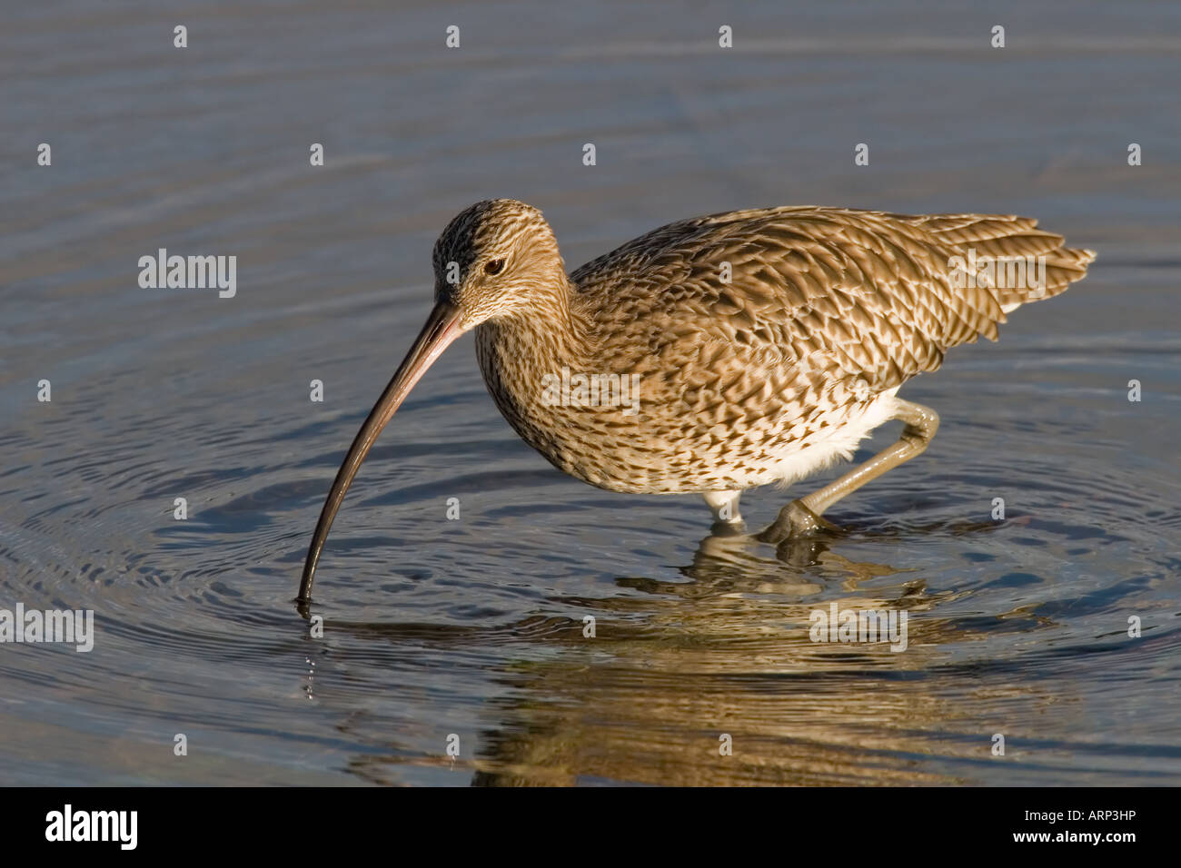 Eurasian Curlew (Numenius arquata Stock Photo - Alamy