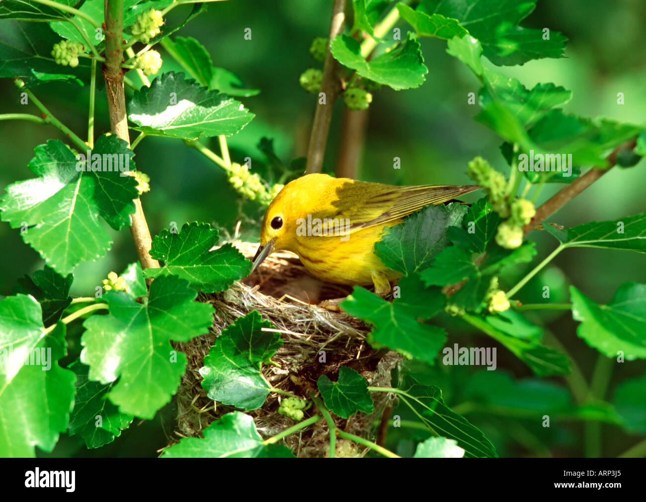 Warbler nest hi-res stock photography and images - Alamy