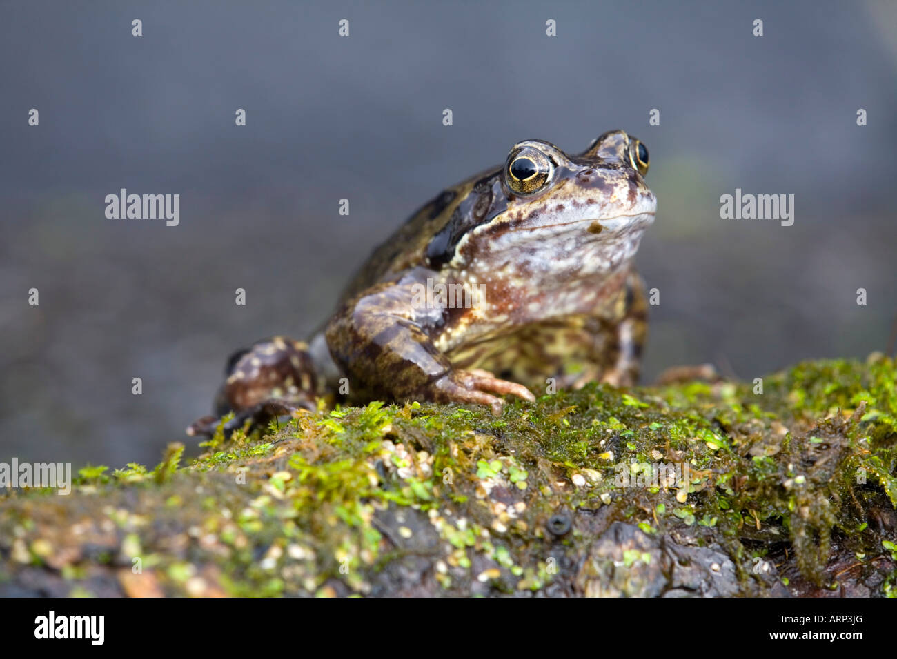 common frog Rana temporaria at the edge of a pond Stock Photo - Alamy