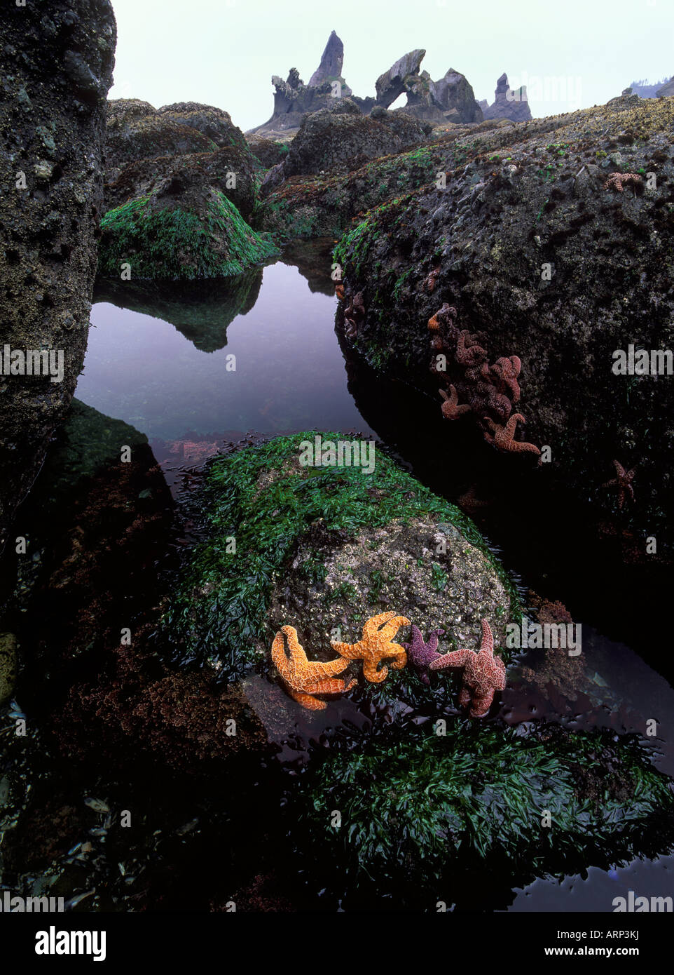 Seaweed fish tidal pool hi-res stock photography and images - Alamy