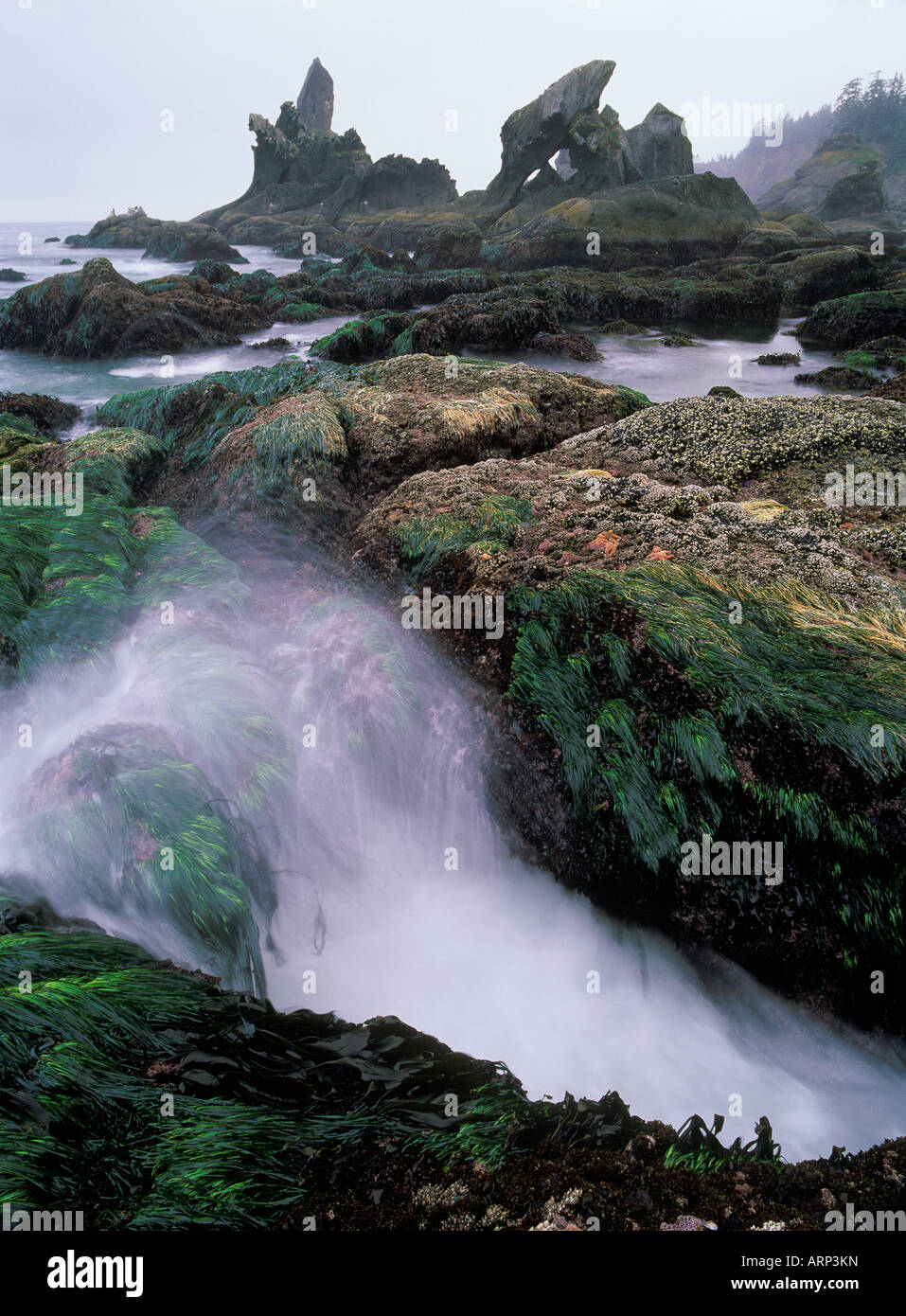 Intertidal zone washington hi-res stock photography and images - Alamy