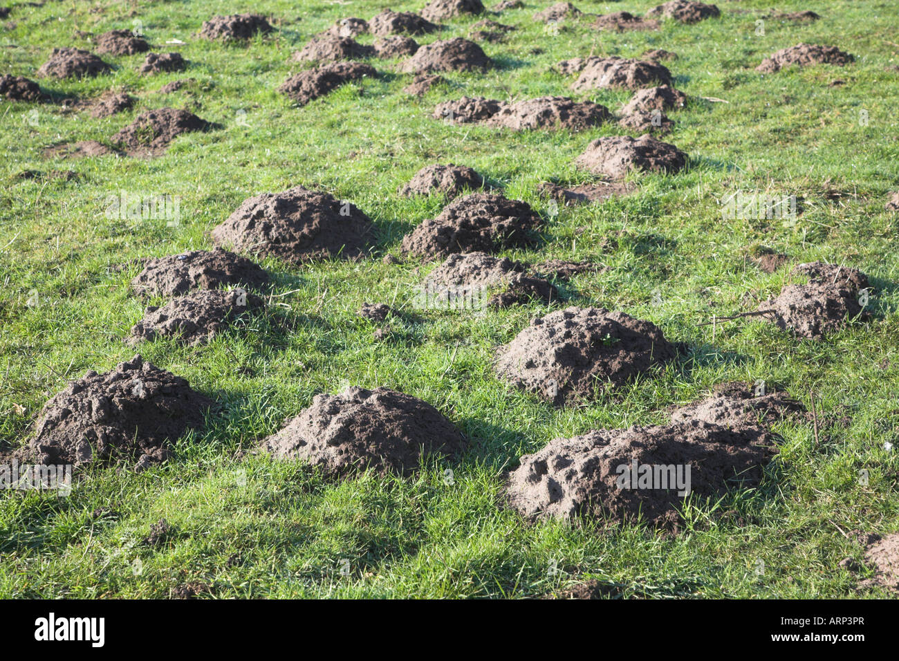 Mole Hills
