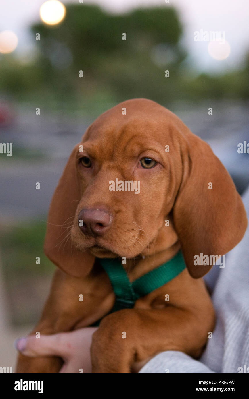 Baby with a dog hi-res stock photography and images - Alamy