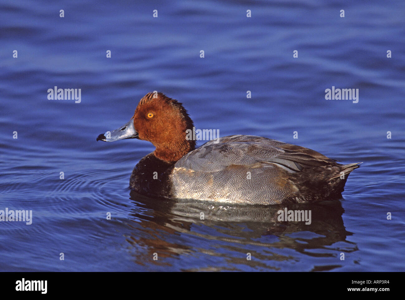 Redhead Drake Duck in Bay Stock Photo - Alamy