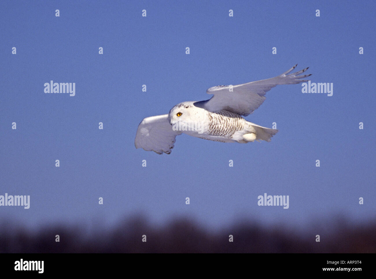 Snowy Owl in Flight Stock Photo - Alamy