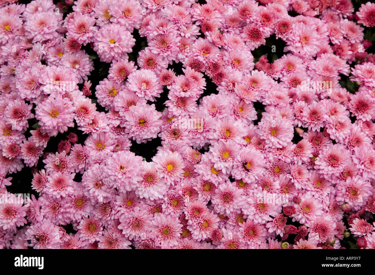 Photos of pink daisies hi-res stock photography and images - Alamy