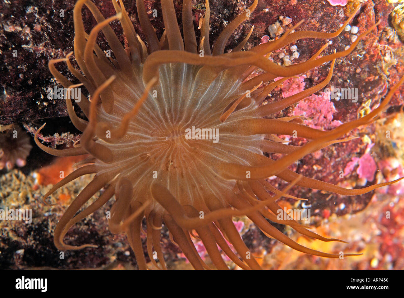 Trumpet anemone in Brittany Stock Photo - Alamy
