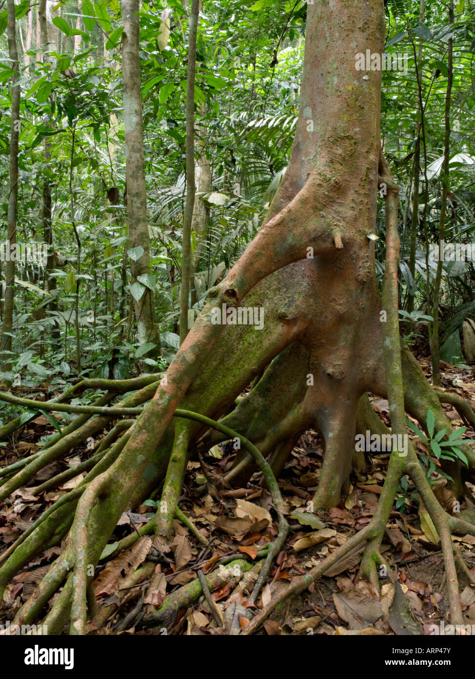 Stilt root tree hi-res stock photography and images - Alamy