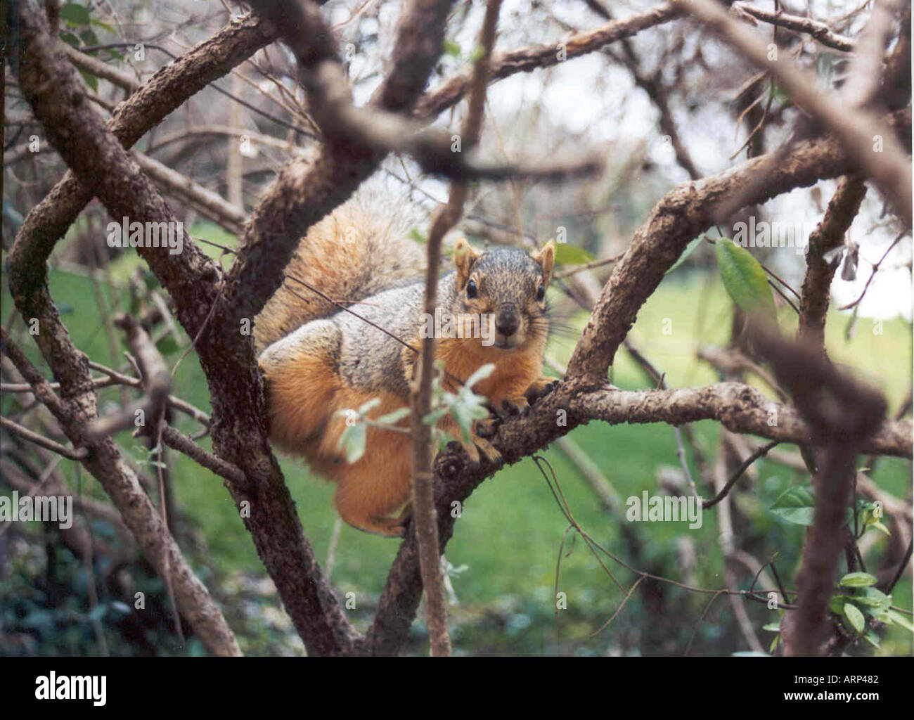 Furr tree hi-res stock photography and images - Alamy