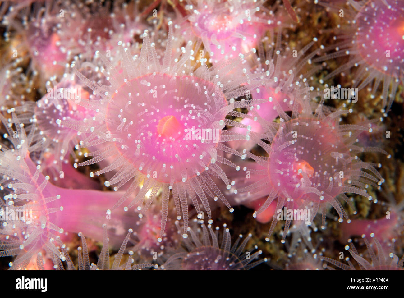 Jewel sea anemone hi-res stock photography and images - Alamy