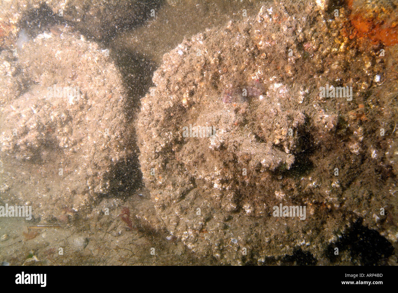 Track of a Sherman tank wreck in Normandy Stock Photo - Alamy