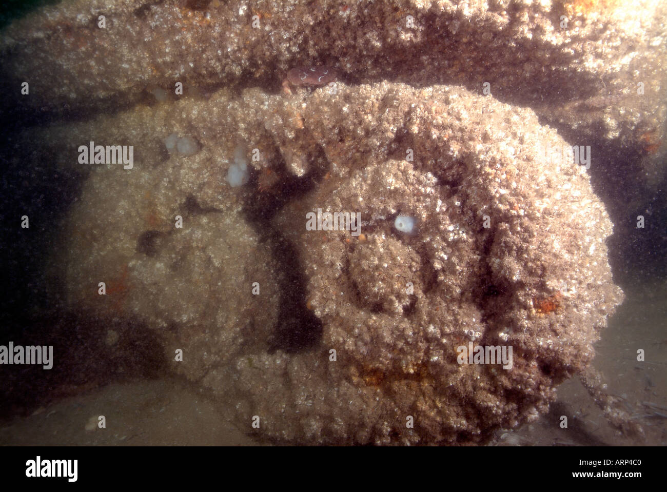 Tank wreck normandy hi-res stock photography and images - Alamy