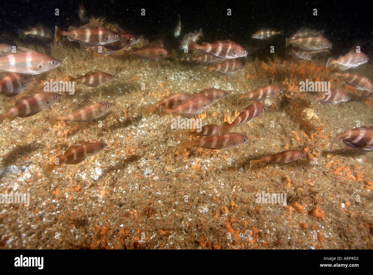 School of pout whiting hi-res stock photography and images - Alamy