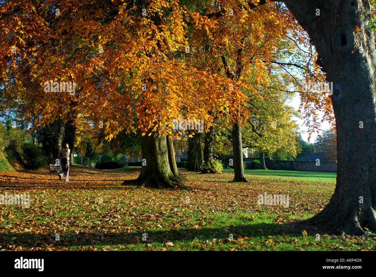 Autumn colours in parkland Tiverton Devon Stock Photo - Alamy