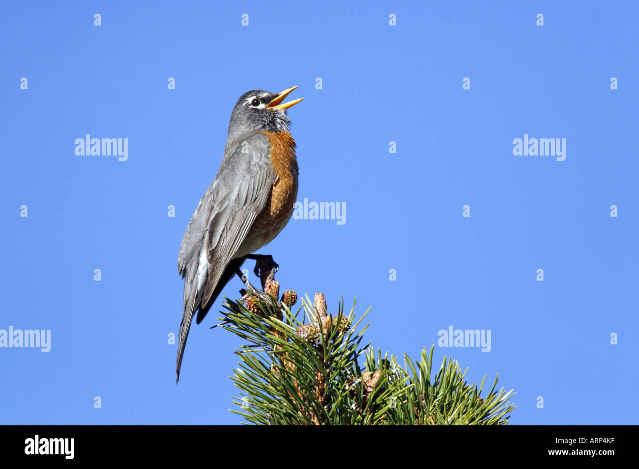 Bird birds singing bird hi-res stock photography and images - Alamy