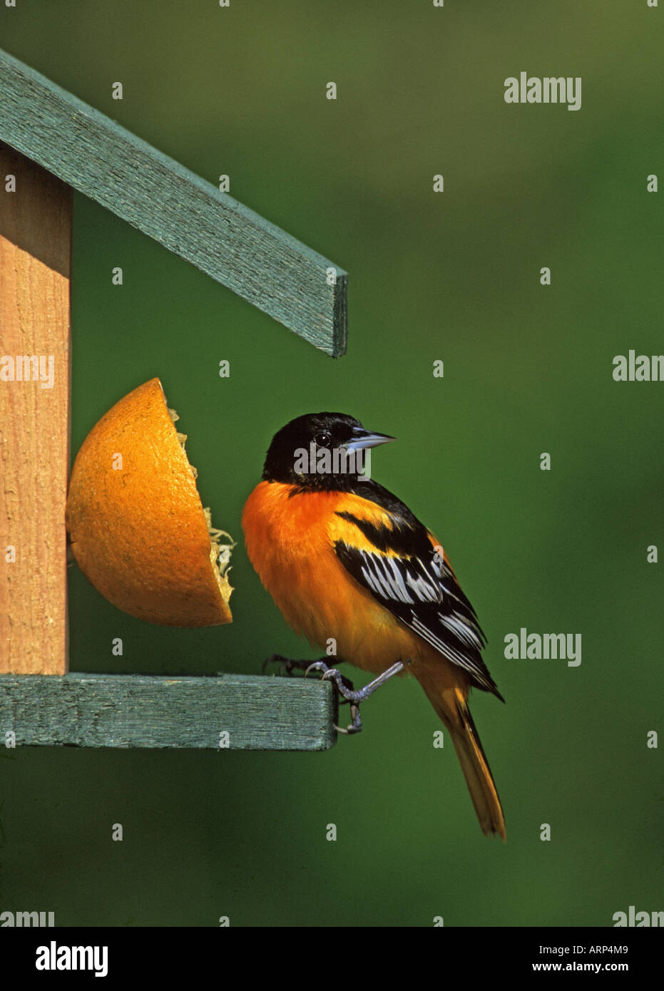 Oriole feeder hi-res stock photography and images - Alamy