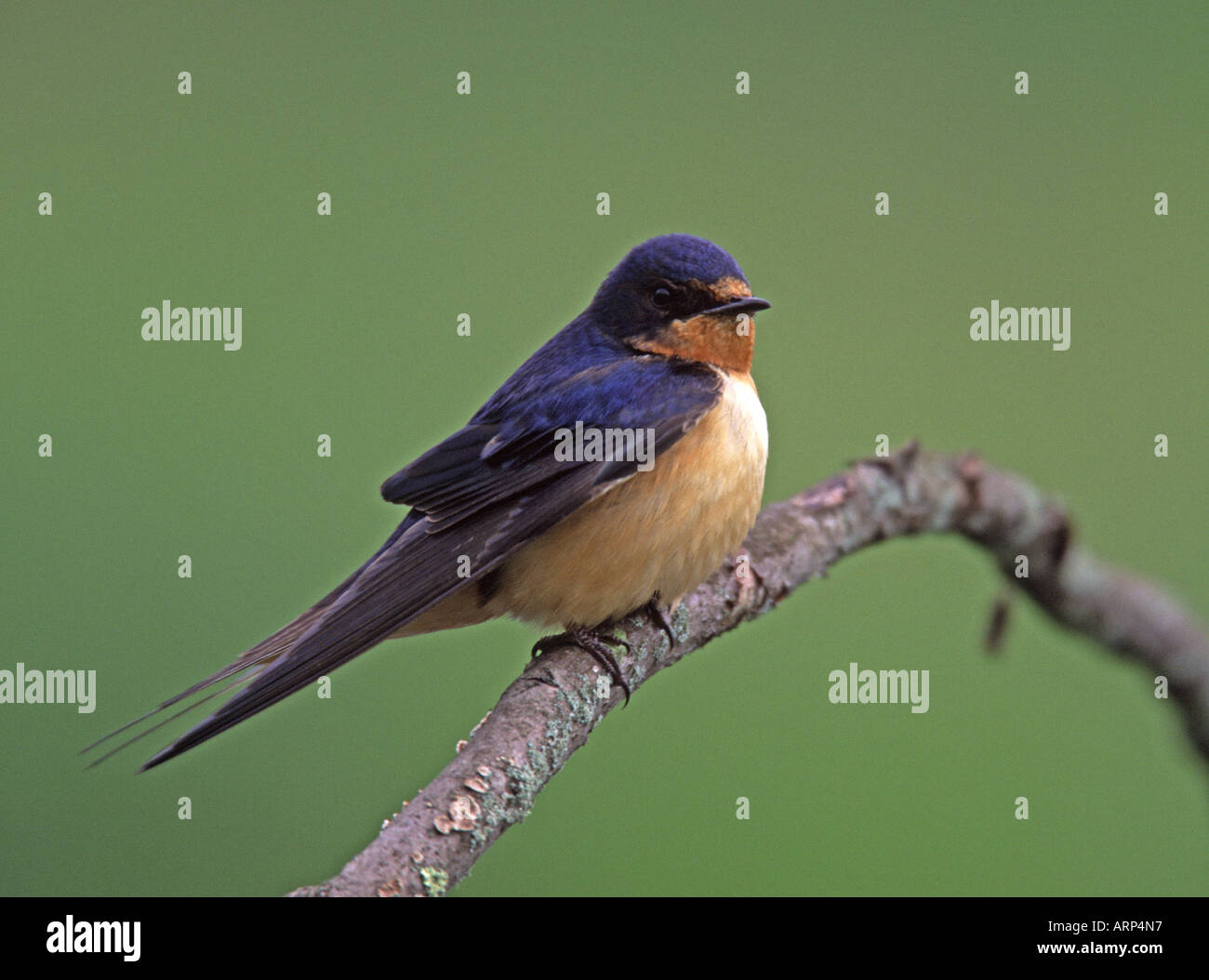 Barn swallow bird in hi-res stock photography and images - Alamy