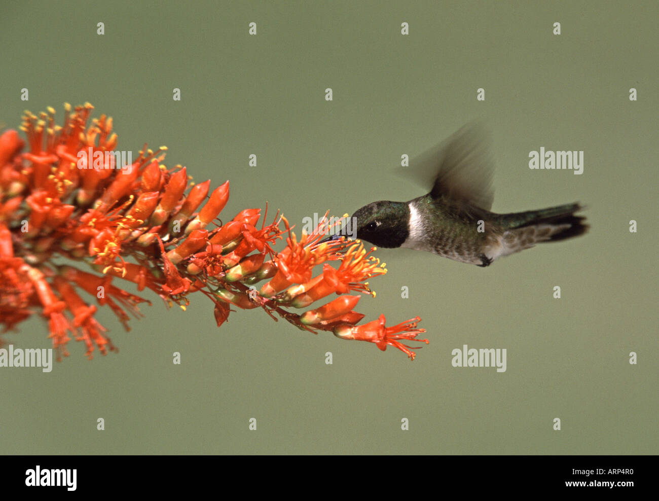 Black chinned hummingbird archilochus alexandri on hi-res stock ...