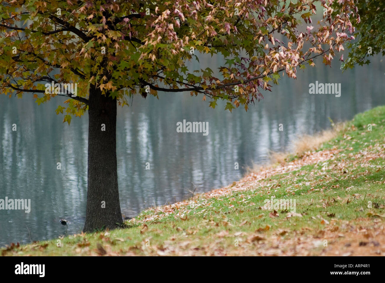 Missouri plant hi-res stock photography and images - Alamy