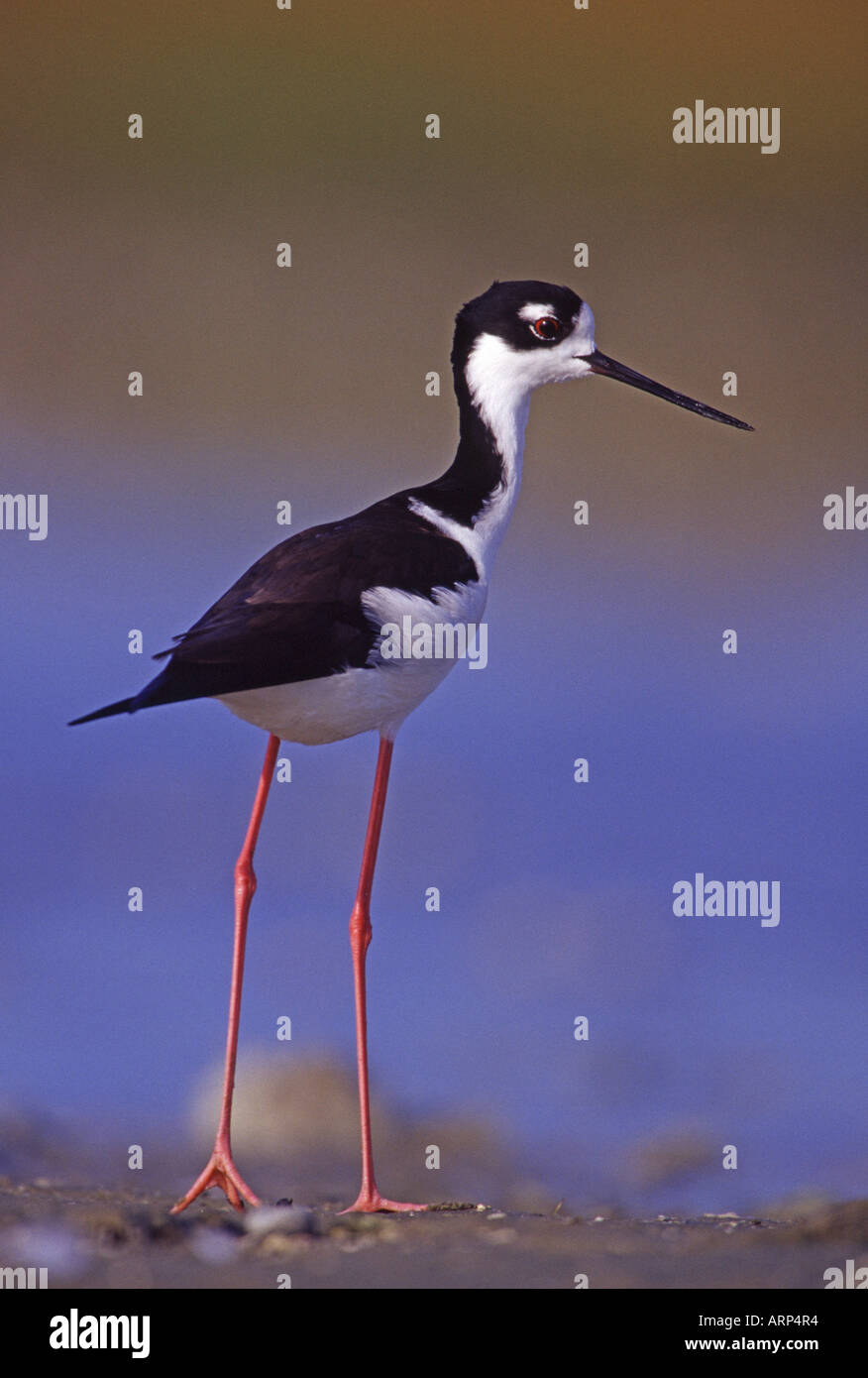 Black necked Stilt - Vertical Stock Photo - Alamy