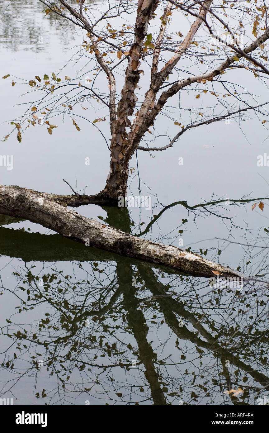 Tree branch immersed in water Spanish Lake St.Louis Missouri USA Stock ...