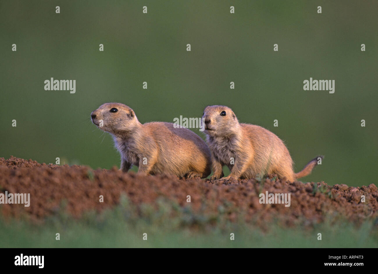North american prairie dogs hi-res stock photography and images - Alamy
