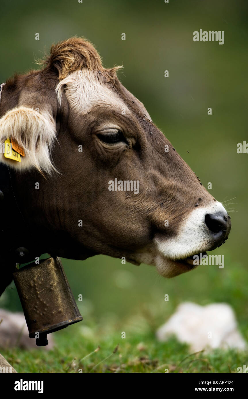 Cow with cow bell spanish pyrenees Stock Photo - Alamy