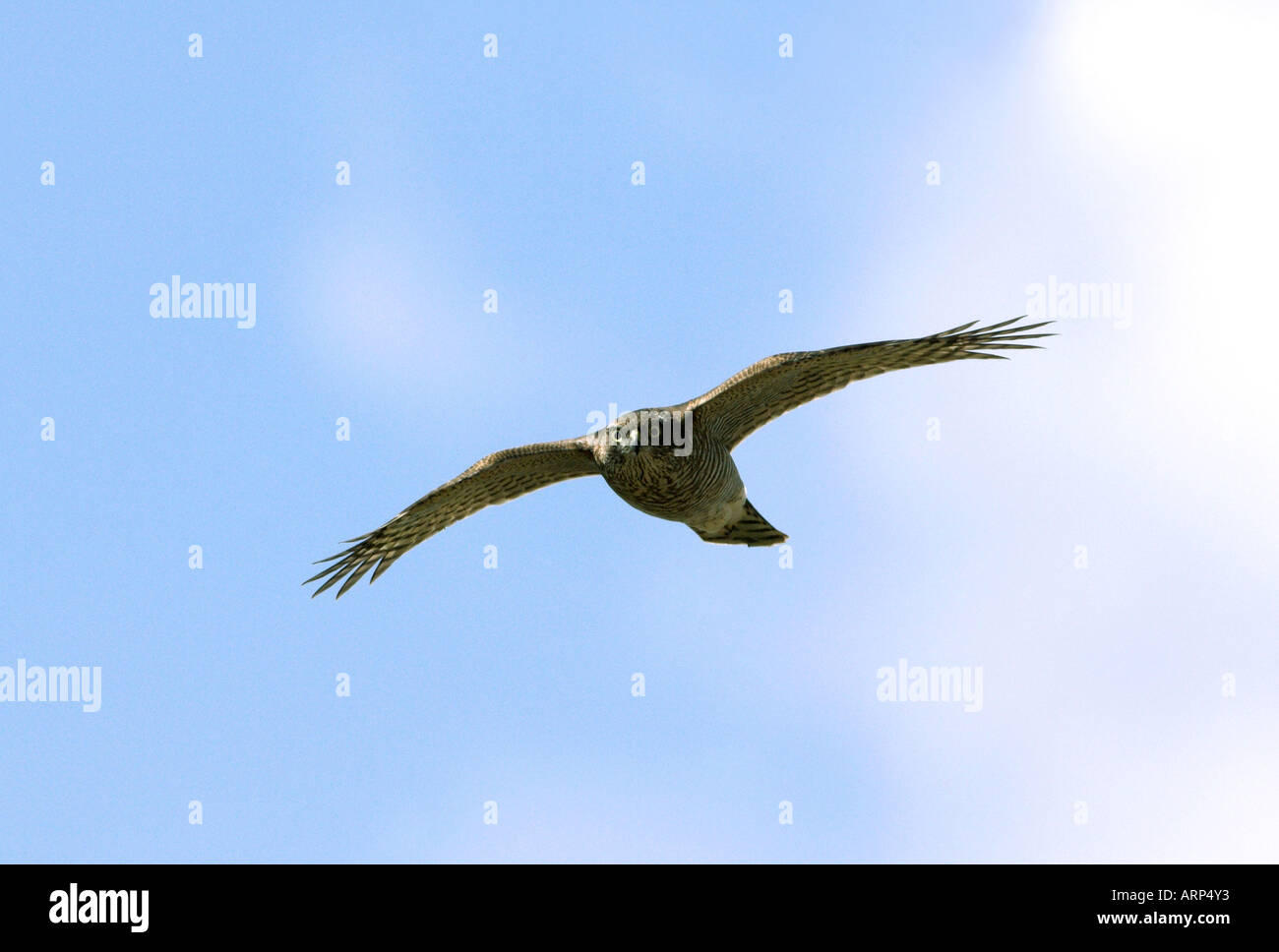 Female Sparrowhawk in flight hunting over marsh Stock Photo - Alamy