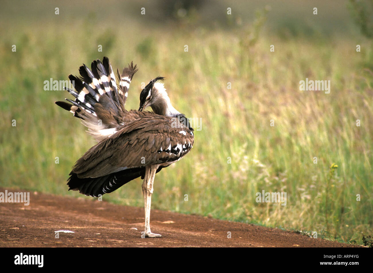 Kori Bustard Feathers