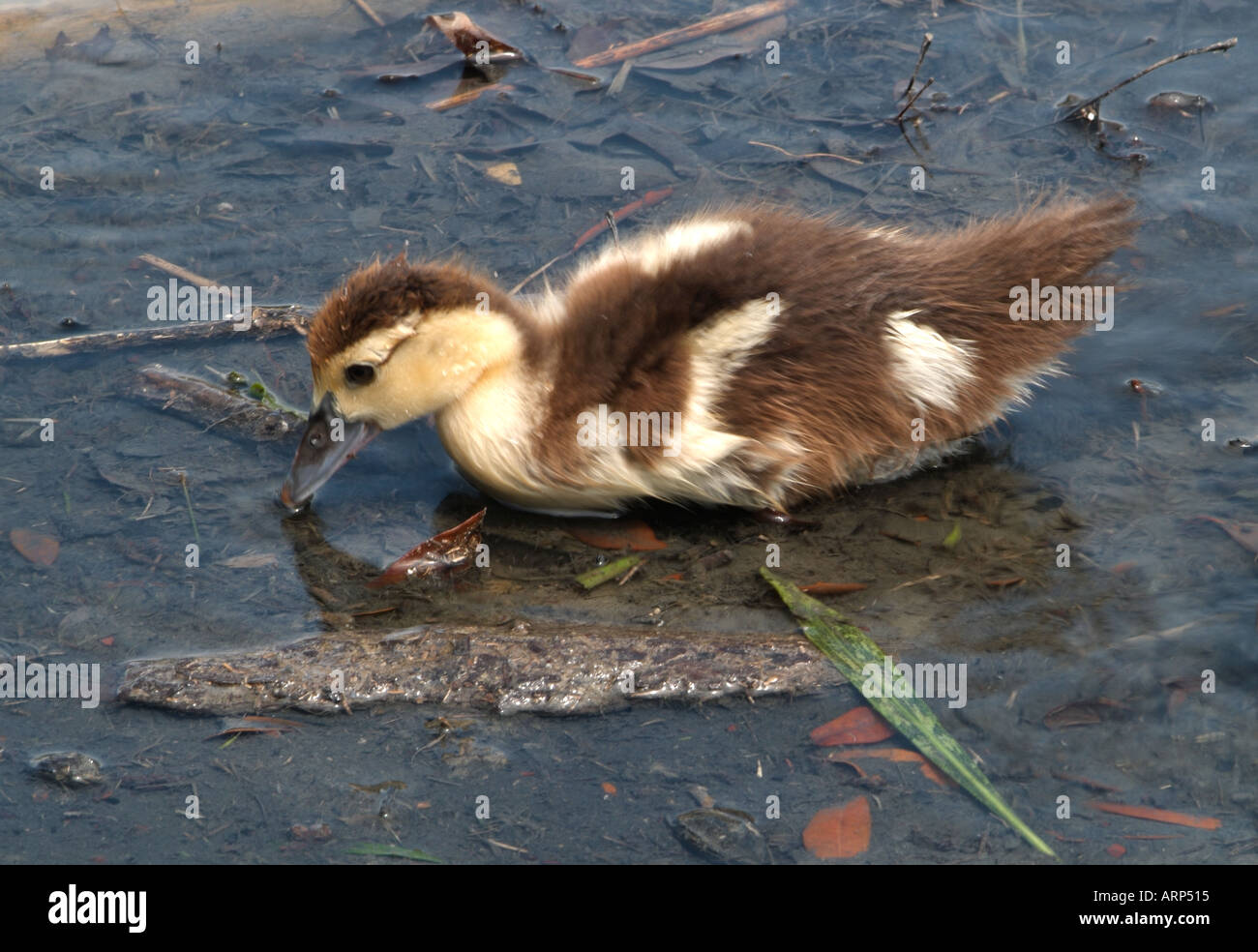 Small duck eating and swimming in a puddle Stock Photo - Alamy