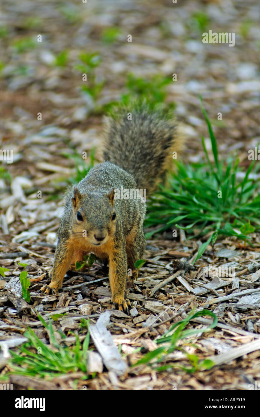 Common squirrel in the grass Stock Photo - Alamy