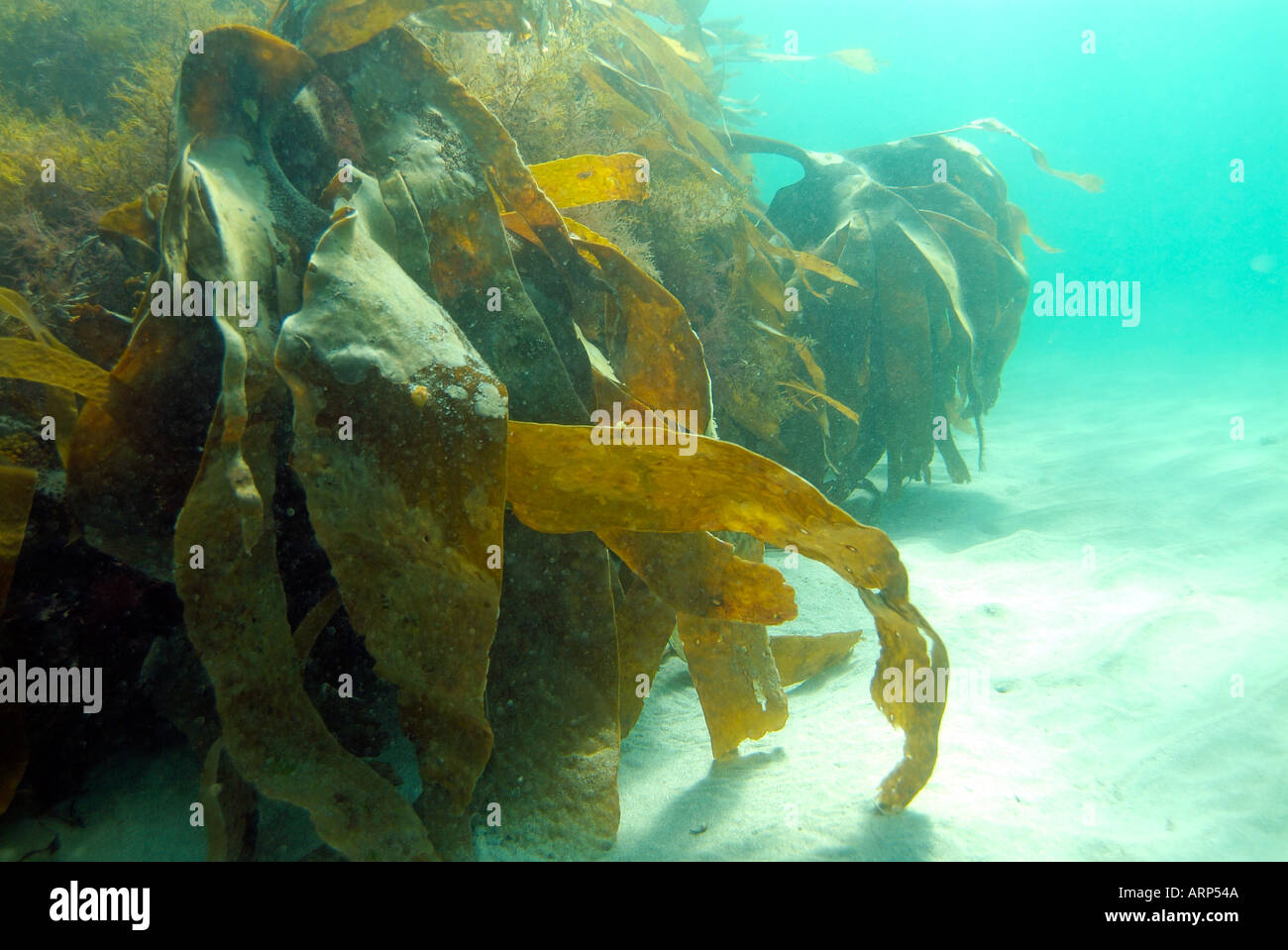 Underwater sandy bottom in Brittany France Stock Photo - Alamy