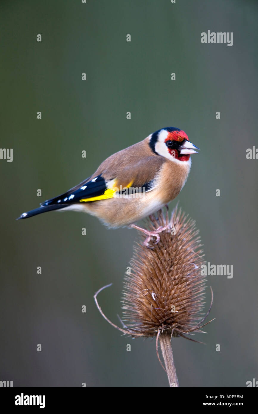 goldfinch Carduelis carduelis on teasel Stock Photo - Alamy