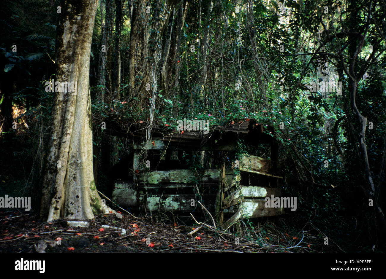 Dilapidated shack overgrown by creepers with bright flowers amongst ...