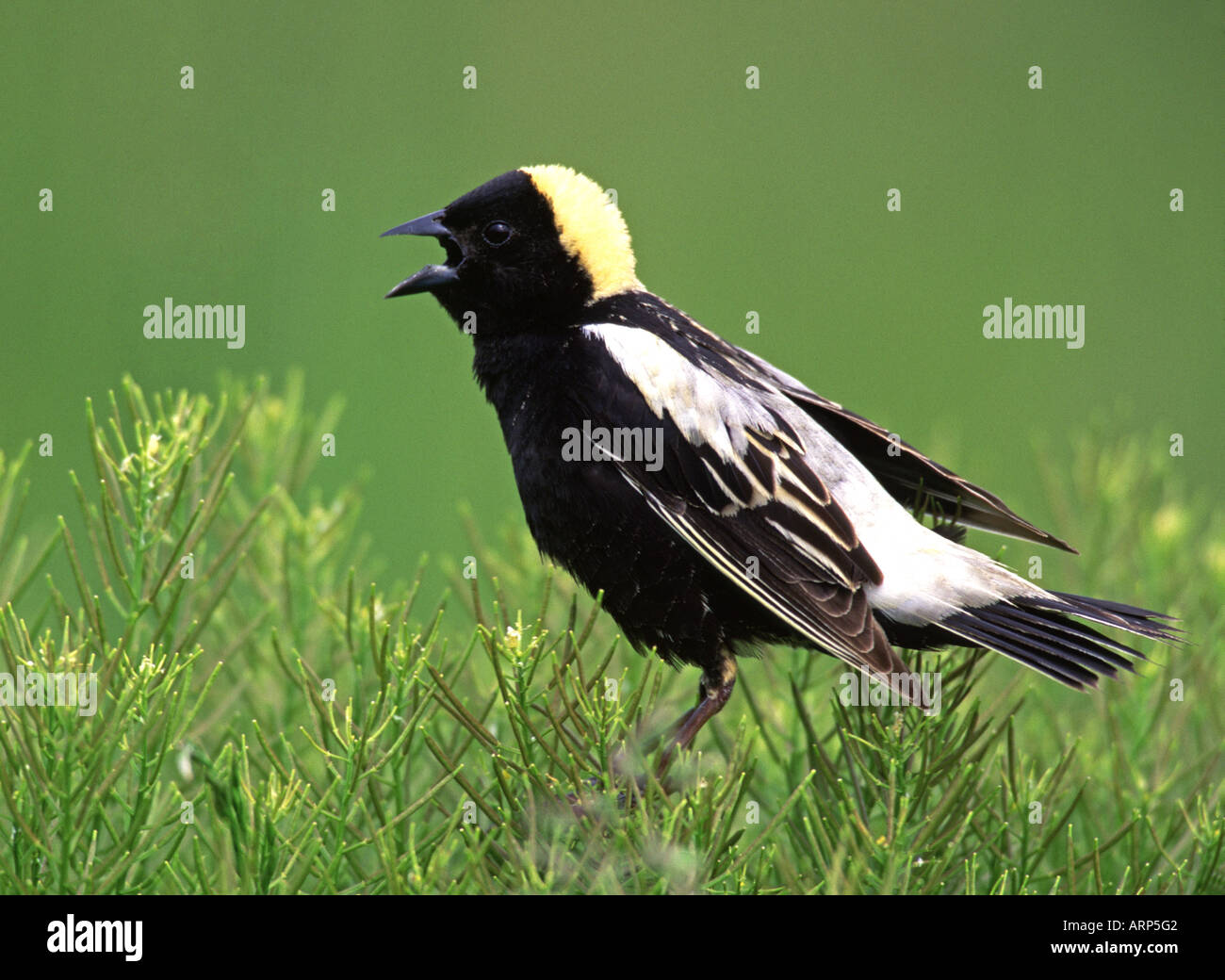 Bobolinks hi-res stock photography and images - Alamy