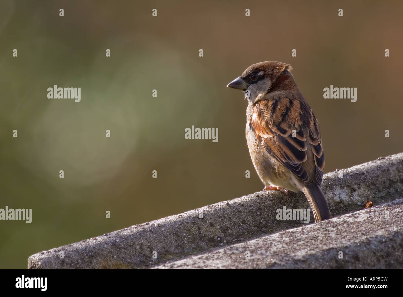 Joy of birding hi-res stock photography and images - Alamy
