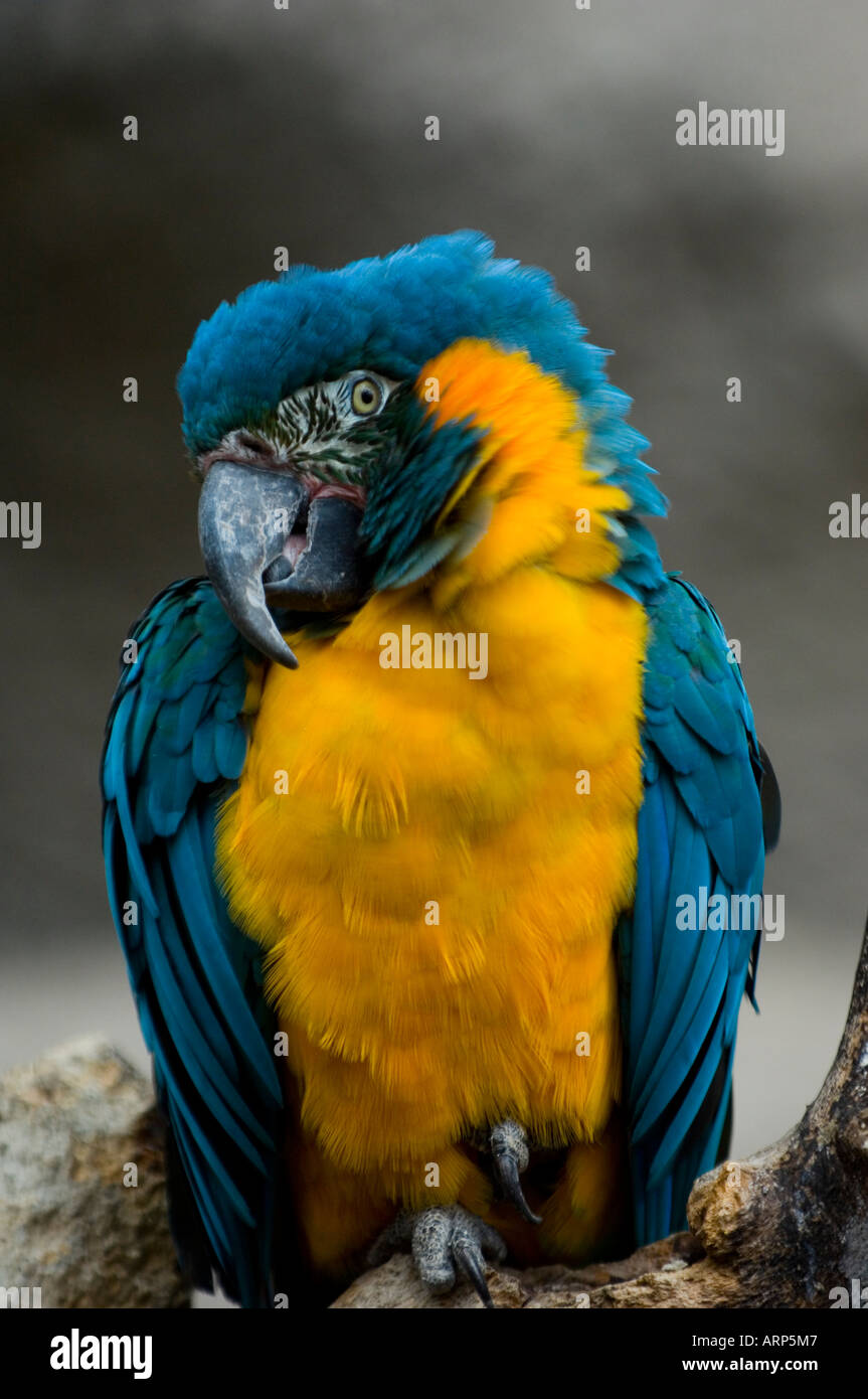 blue and yellow parrot Stock Photo - Alamy