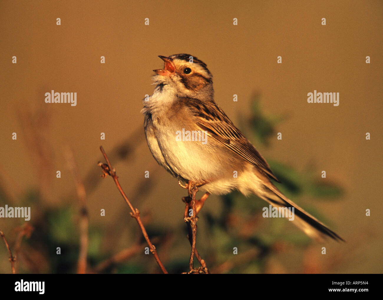 Clay Colored Sparrows High Resolution Stock Photography and Images - Alamy