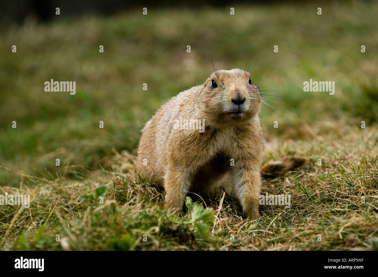 Rodent eye contact hi-res stock photography and images - Alamy